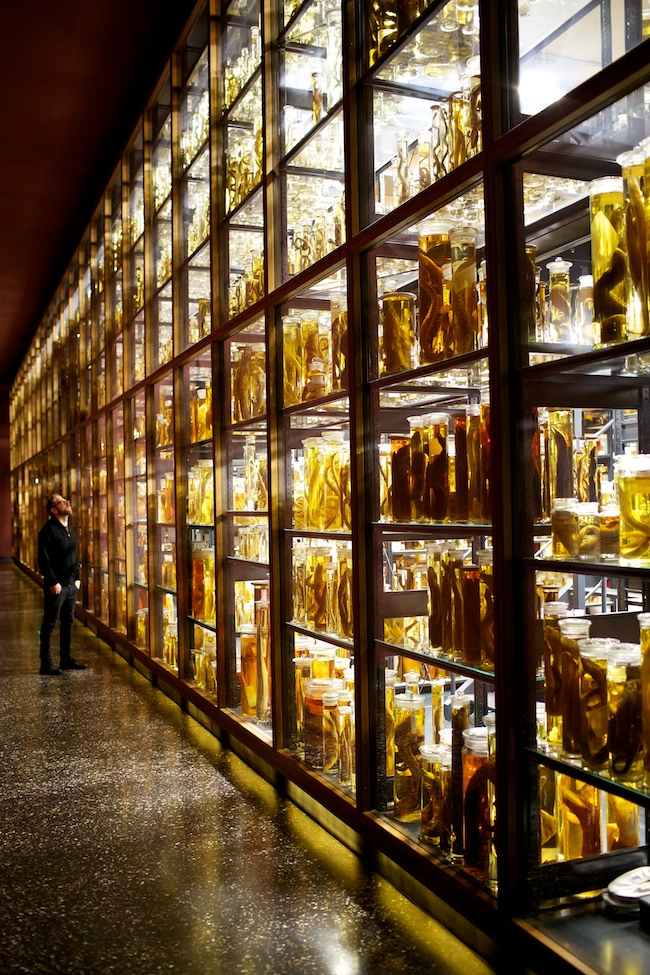 Why we need museum collections – The Fisheries Blog