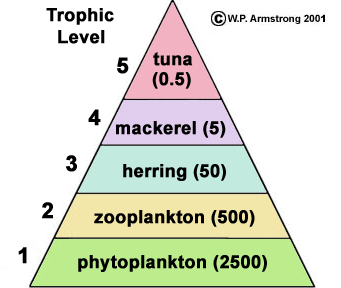 Determining Trophic Position: Everyone Gets A Trophy, but Only the Top ...