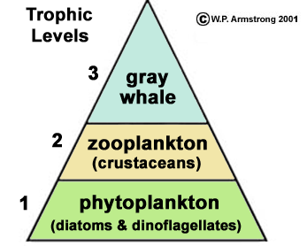 Determining Trophic Position: Everyone Gets A Trophy, but Only the Top ...