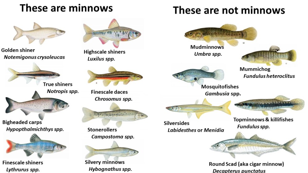 Minnow misconceptions – The Fisheries Blog