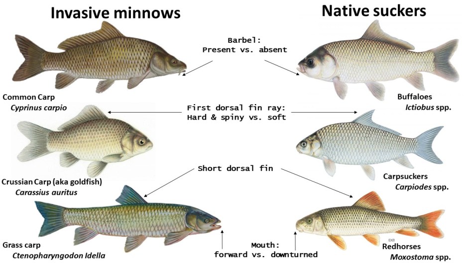 Minnow misconceptions – The Fisheries Blog