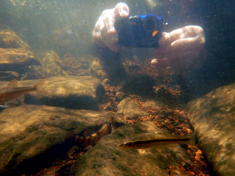A Look Below: A Guide to Underwater Fish Photography – The Fisheries Blog