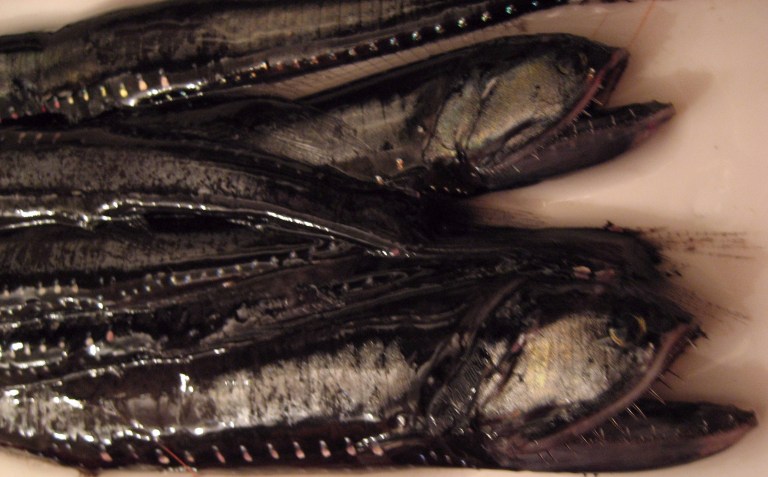 The most common fish in the sea – The Fisheries Blog