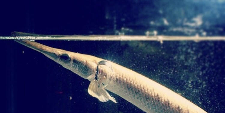 A Breath of Fish Air – The Fisheries Blog