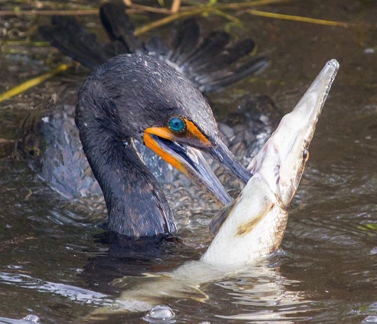 Birds vs Fish – The Fisheries Blog