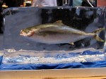 How do fish handle cold water? – The Fisheries Blog