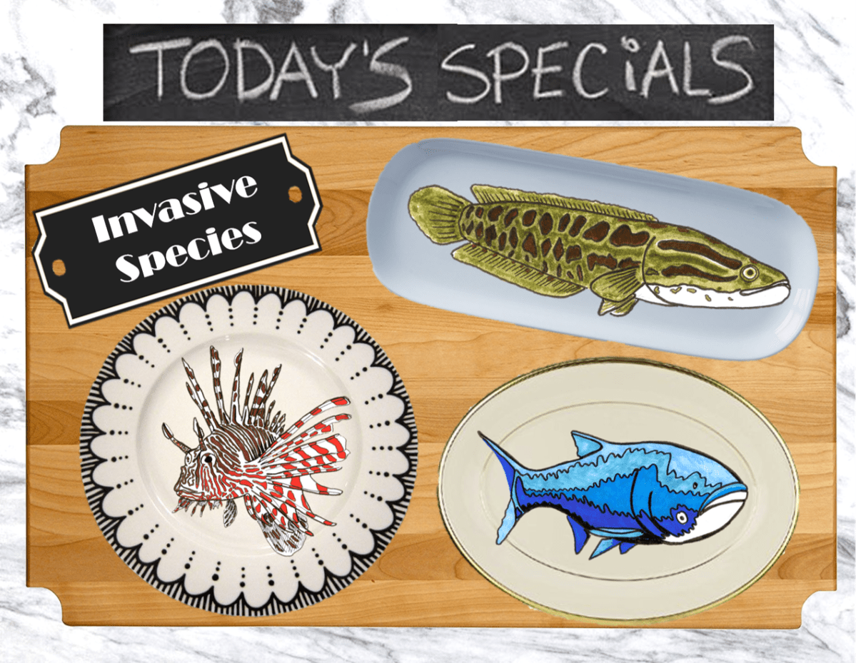 Invasivores Unite: Eat invasive species, save the world – The Fisheries ...
