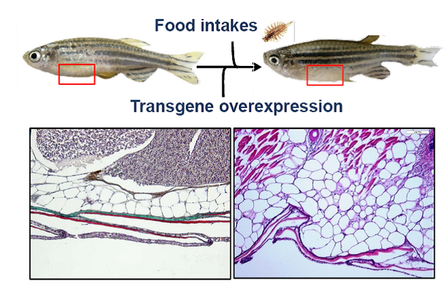 Can fish get fat? – The Fisheries Blog