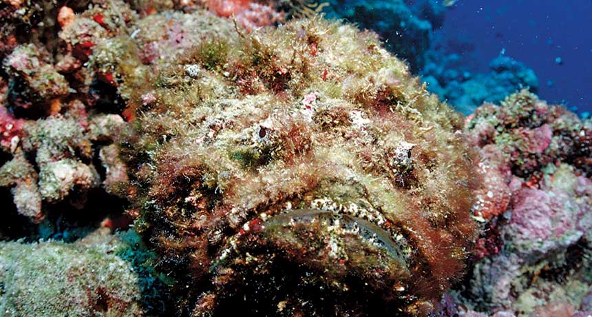 Top 5 Most Poisonous and Venomous Fish! – The Fisheries Blog