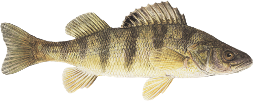 Commercial Fisheries of the Great Lakes – The Fisheries Blog
