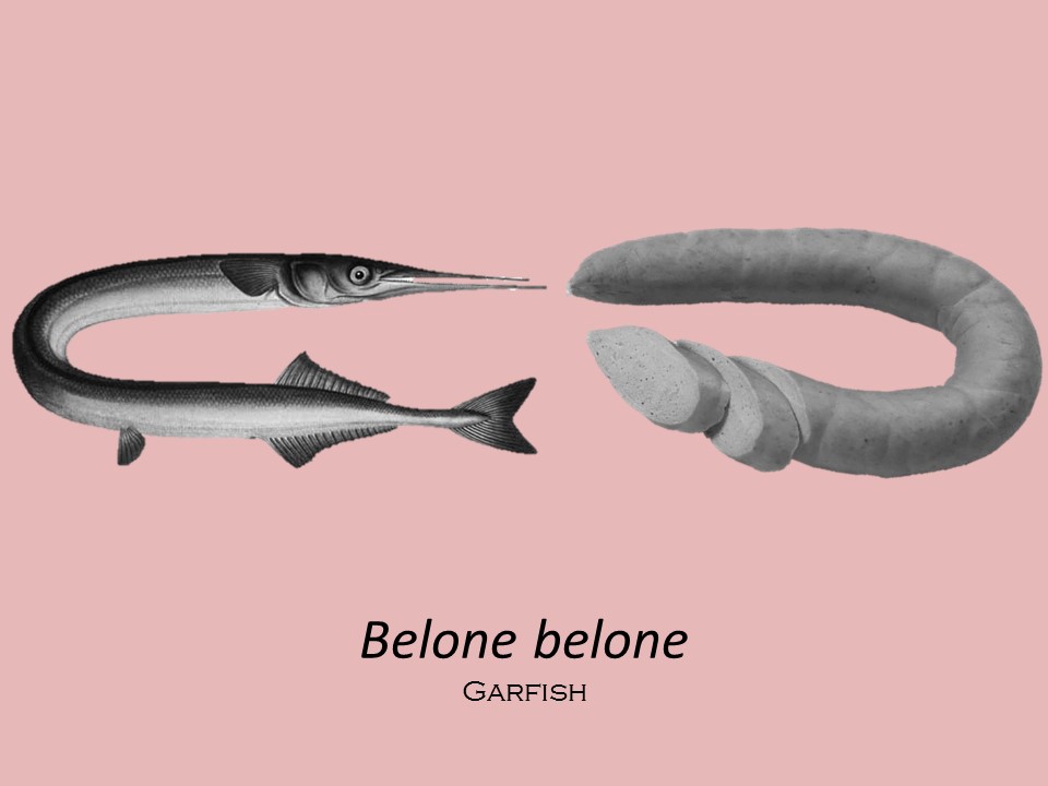 The fish so nice, we named ’em twice – The Fisheries Blog