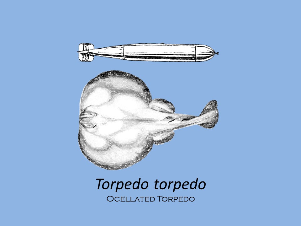 The fish so nice, we named ’em twice – The Fisheries Blog