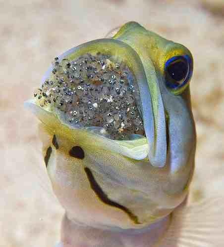 Are fish ‘Bad Moms’? – The Fisheries Blog