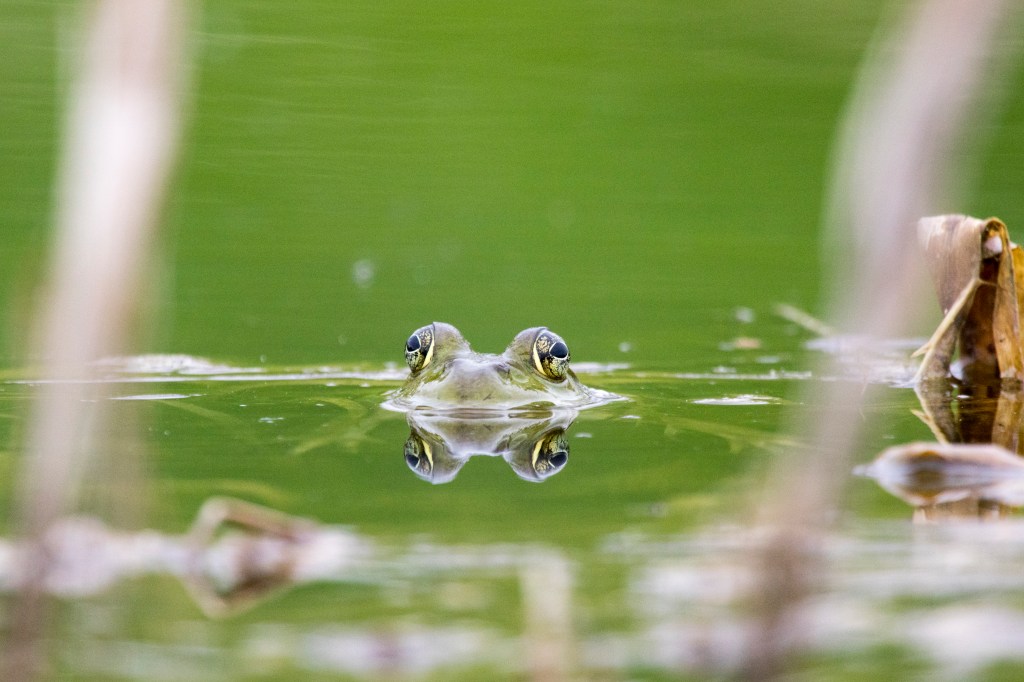 Electrofrogging: Zapping frogs on the front-line of invasion – The ...