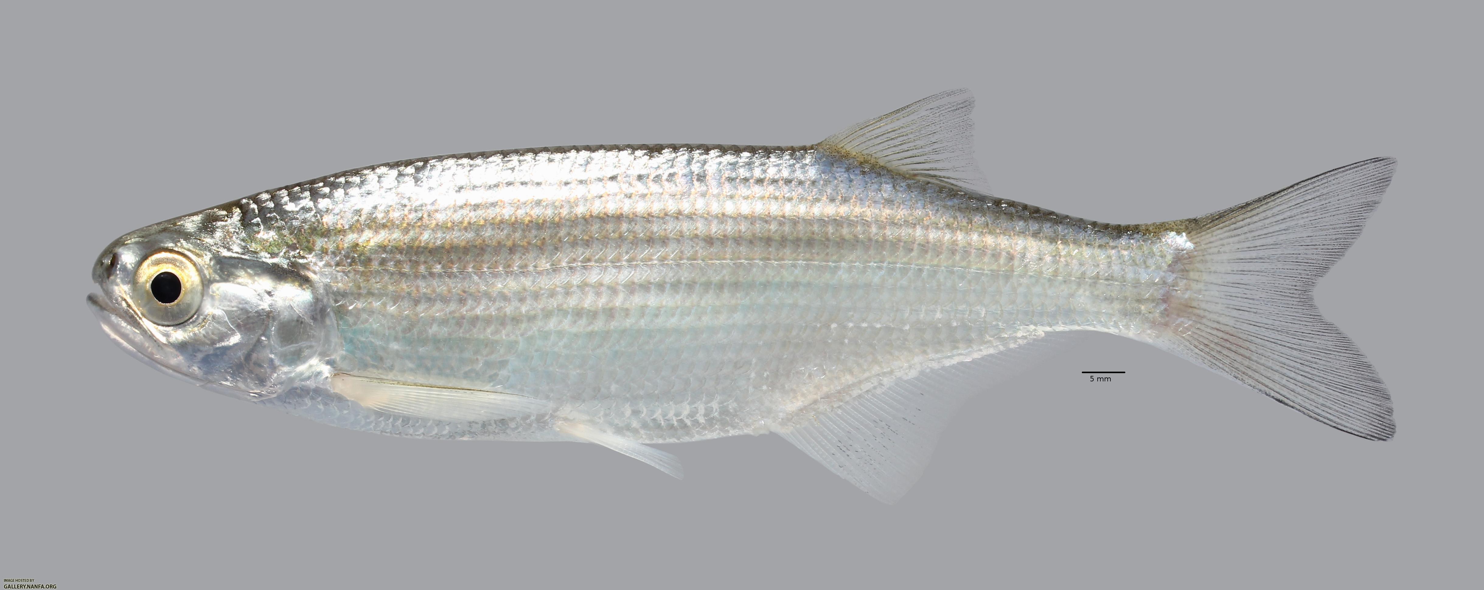 Jurassic World Fishes [Swimming Today] – The Fisheries Blog