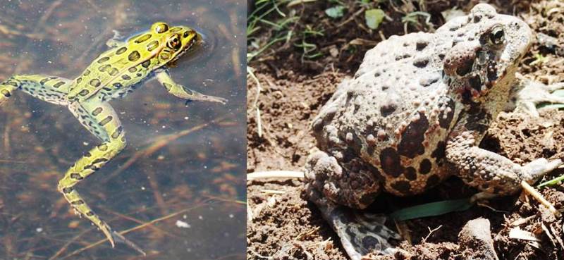 Electrofrogging: Zapping frogs on the front-line of invasion – The ...