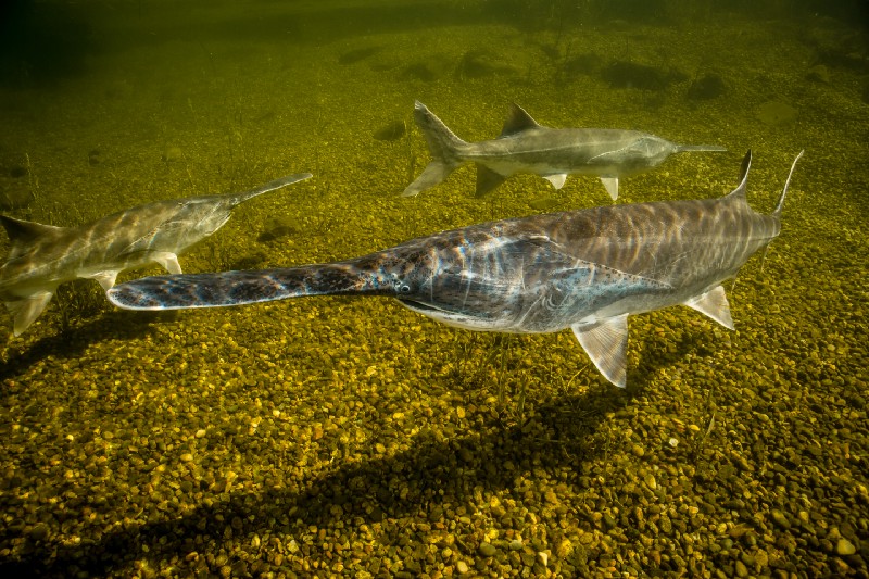 Jurassic World Fishes [Swimming Today] – The Fisheries Blog