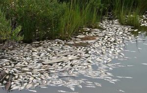 Heatwave – The Fisheries Blog