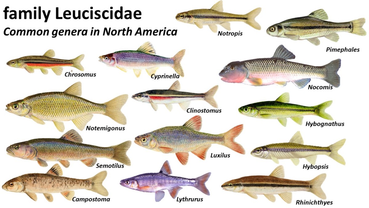 More Minnow Misconceptions – The Fisheries Blog