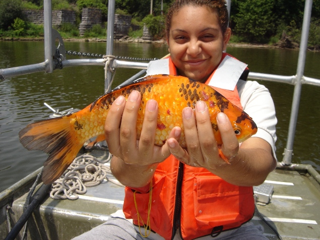 Pet Fish or Alien Invader? – The Fisheries Blog