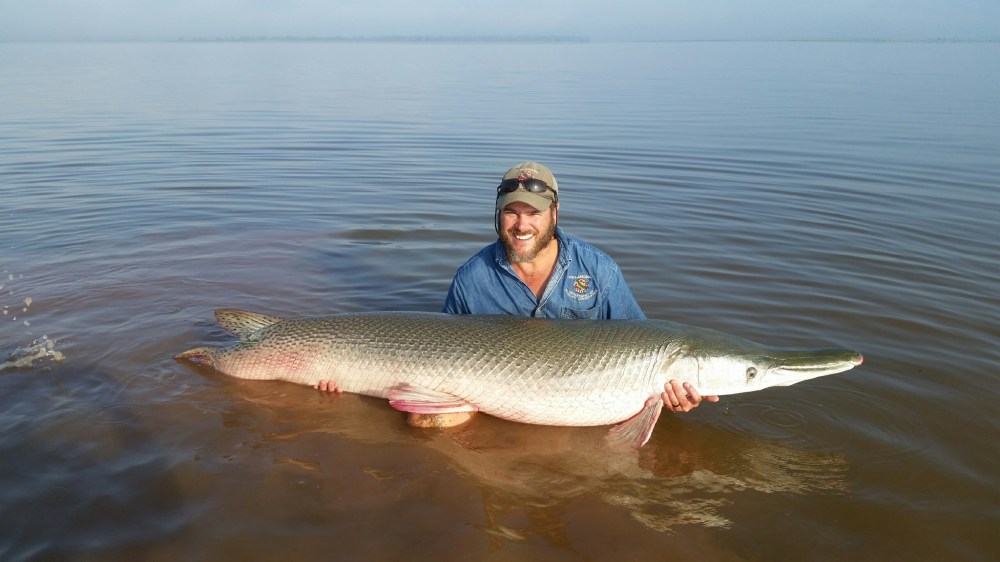 Essential Alligator Gar Research Underway in Oklahoma – The Fisheries Blog