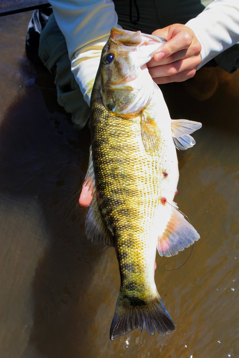 Dam Removal Way Down Yonder – The Fisheries Blog