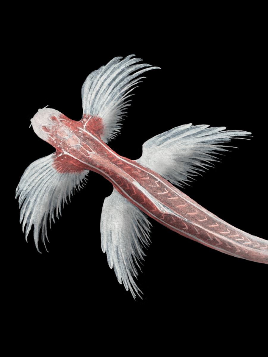 O-fish-al Art Recap – The Fisheries Blog