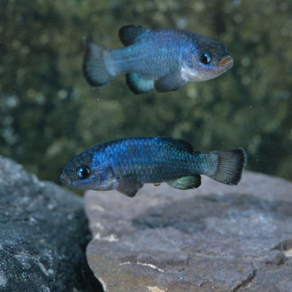 Feelin’ Hot Hot Hot! – The Fisheries Blog