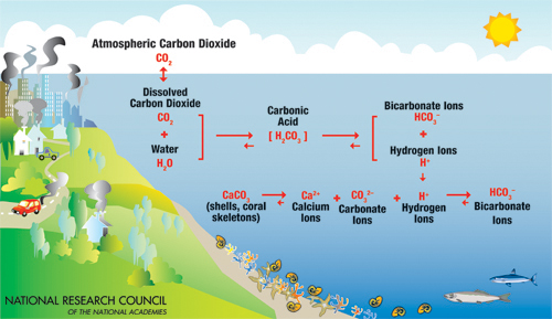 Fish: helping to balance carbon in the oceans – The Fisheries Blog