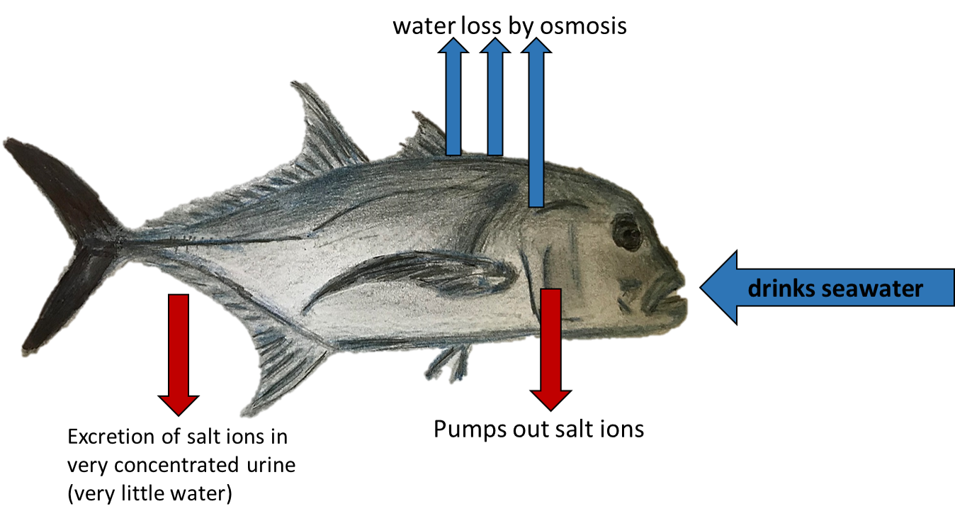 Fish: helping to balance carbon in the oceans – The Fisheries Blog