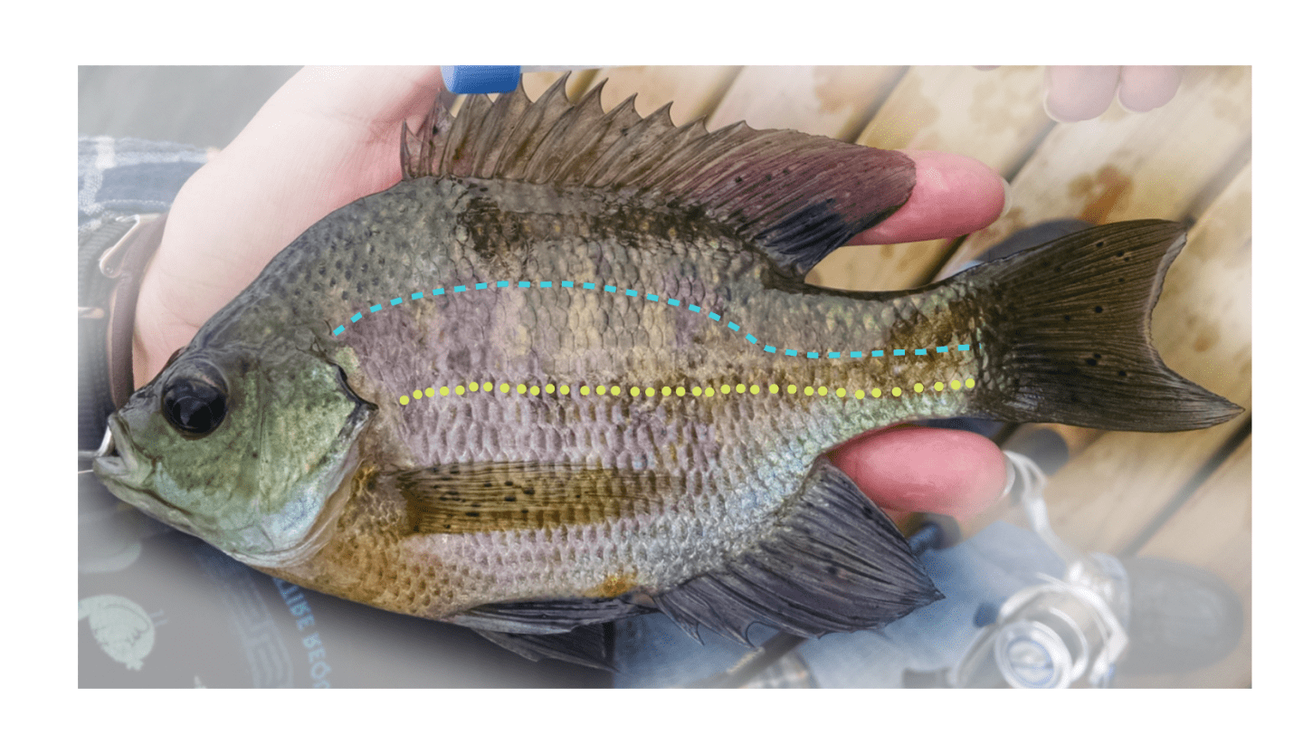 How to Draw a Fish: Fins and all – The Fisheries Blog