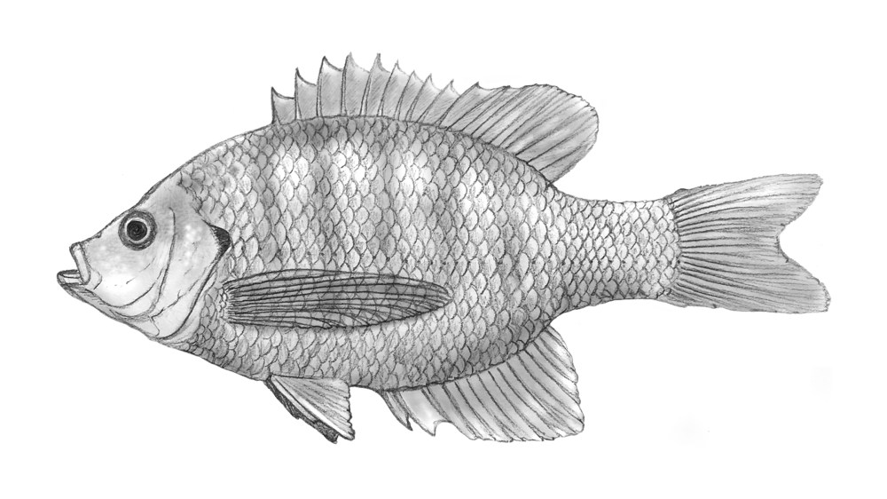How to Draw a Fish: Fins and all – The Fisheries Blog