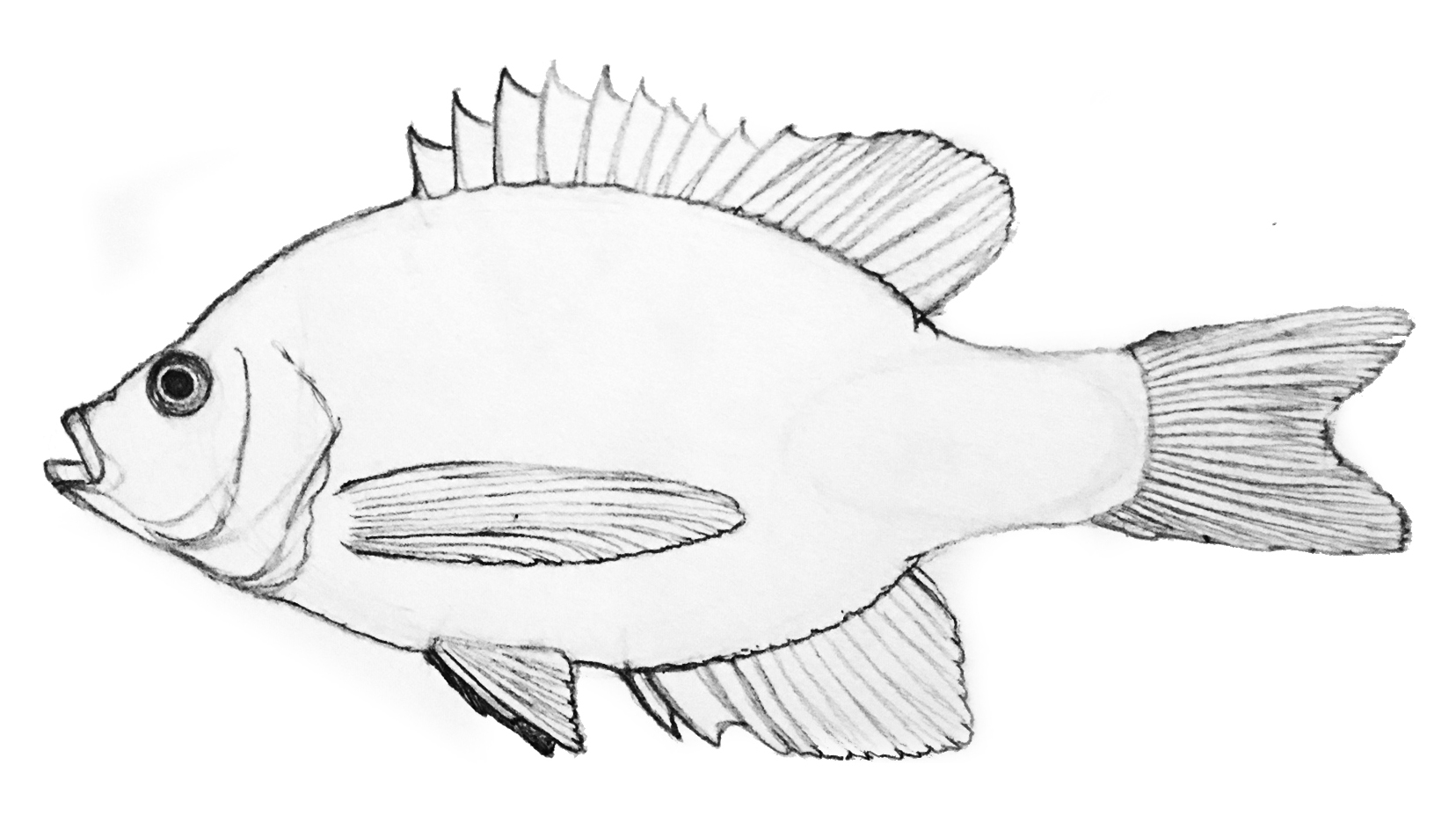 How to Draw a Fish: Fins and all – The Fisheries Blog