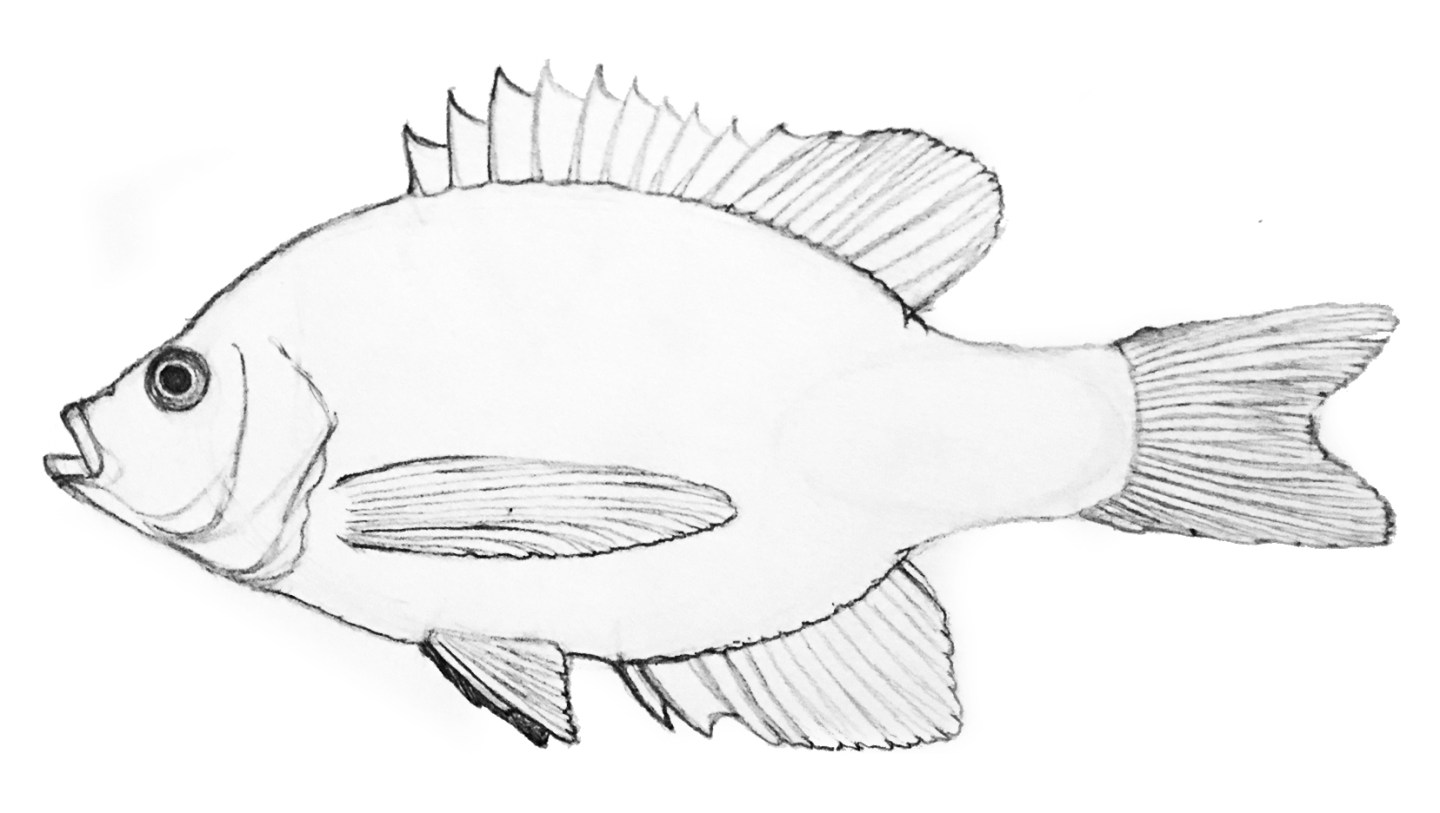 How to Draw a Fish: Fins and all – The Fisheries Blog
