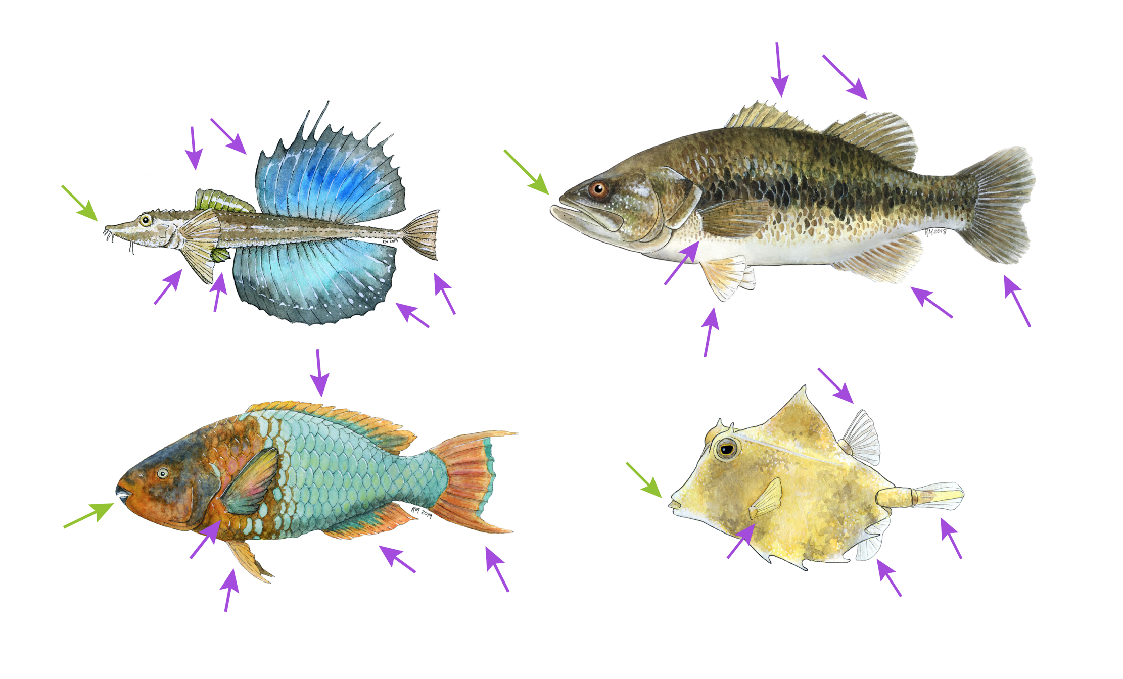How to Draw a Fish: Fins and all – The Fisheries Blog