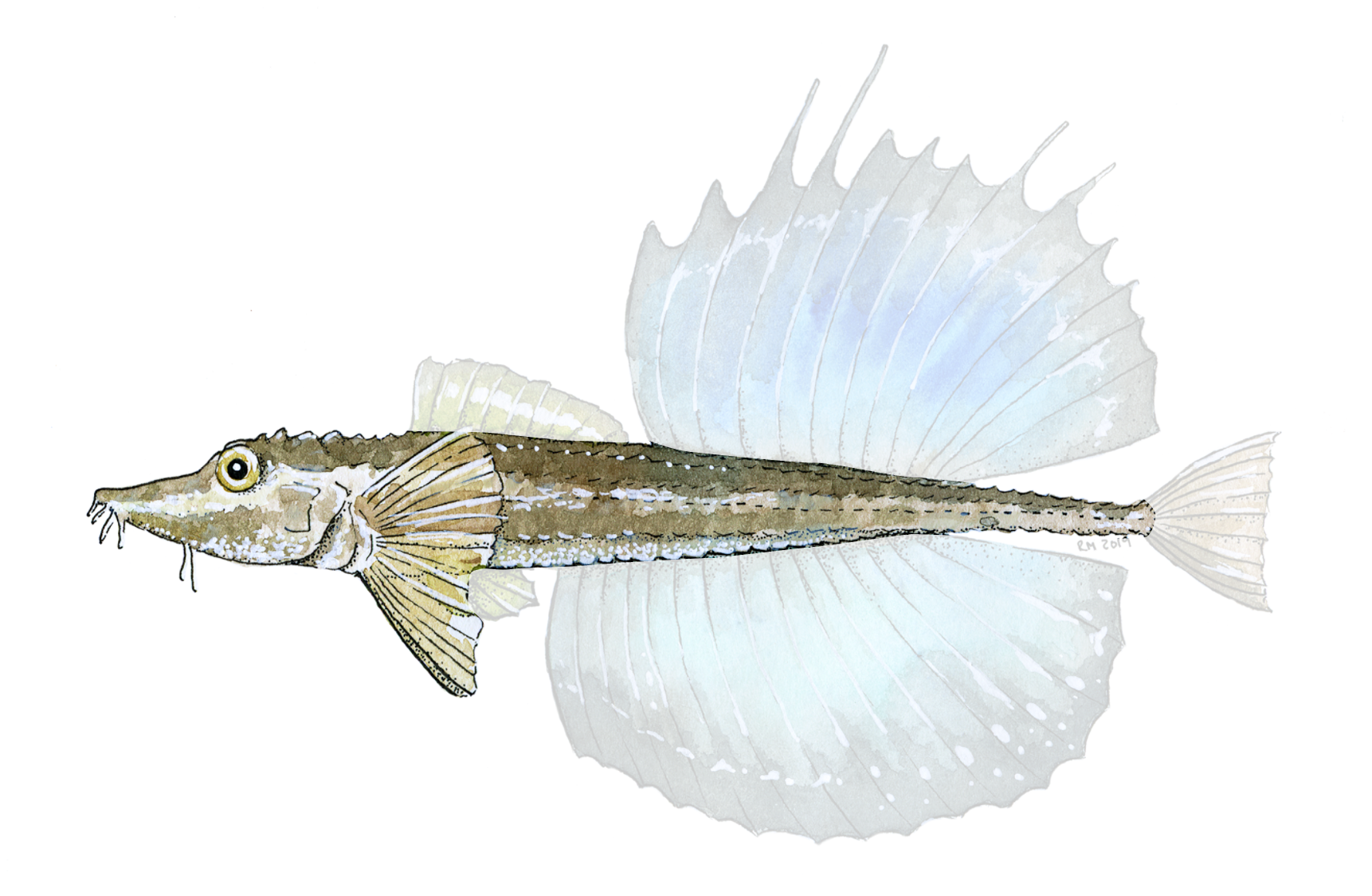 How to Draw a Fish: Fins and all – The Fisheries Blog