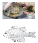How to Draw a Fish: Fins and all – The Fisheries Blog