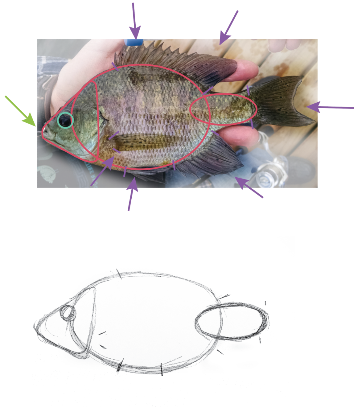 How to Draw a Fish: Fins and all – The Fisheries Blog