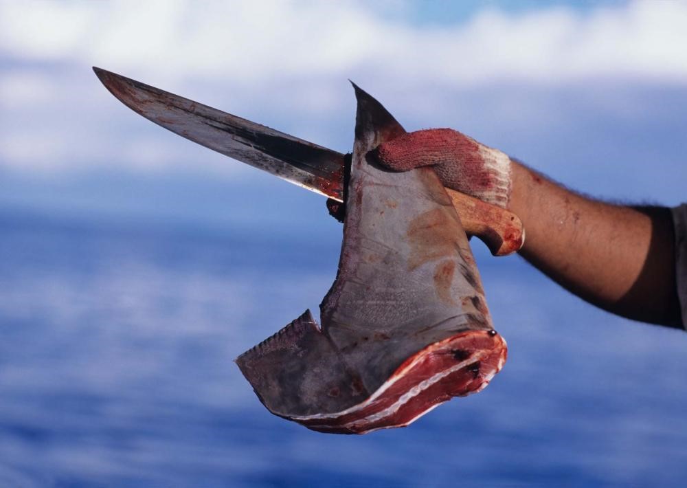The Human Side of the Shark Fin Trade – The Fisheries Blog