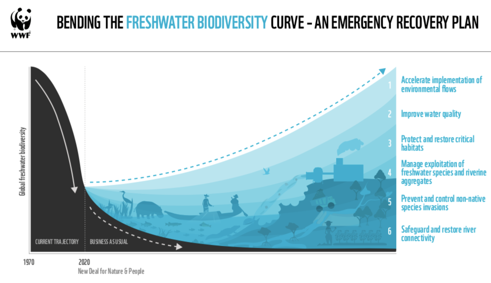 Bending the Curve of Global Freshwater Biodiversity Loss – The ...