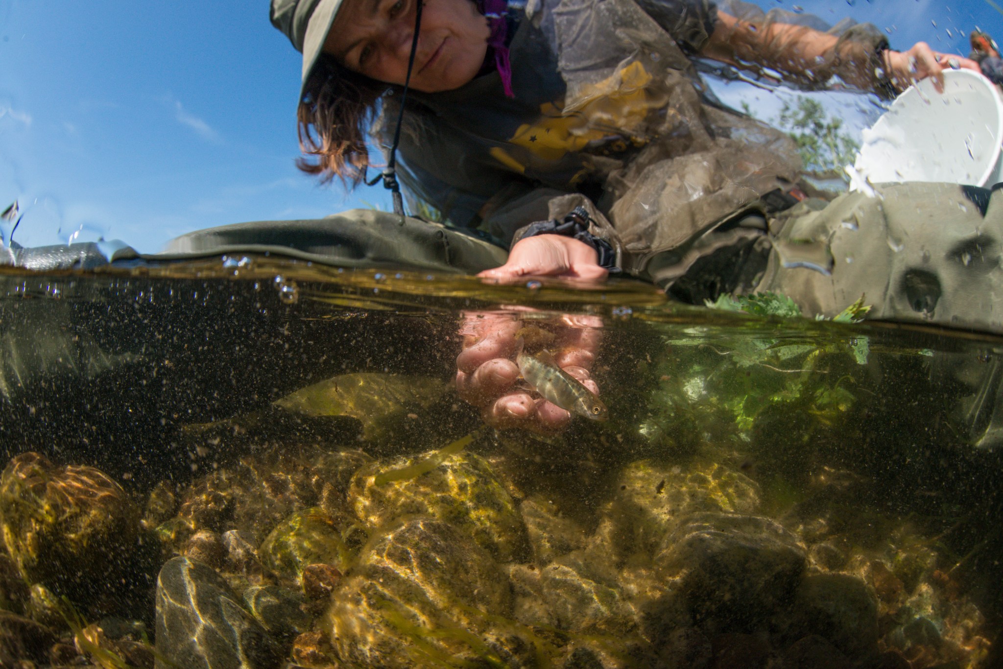 Bending the Curve of Global Freshwater Biodiversity Loss – The ...