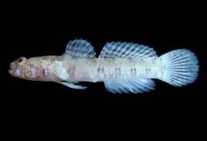 Who is Louella Cable? – The Fisheries Blog