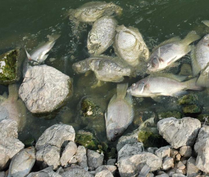 Sick fish: social distancing may help them too – The Fisheries Blog