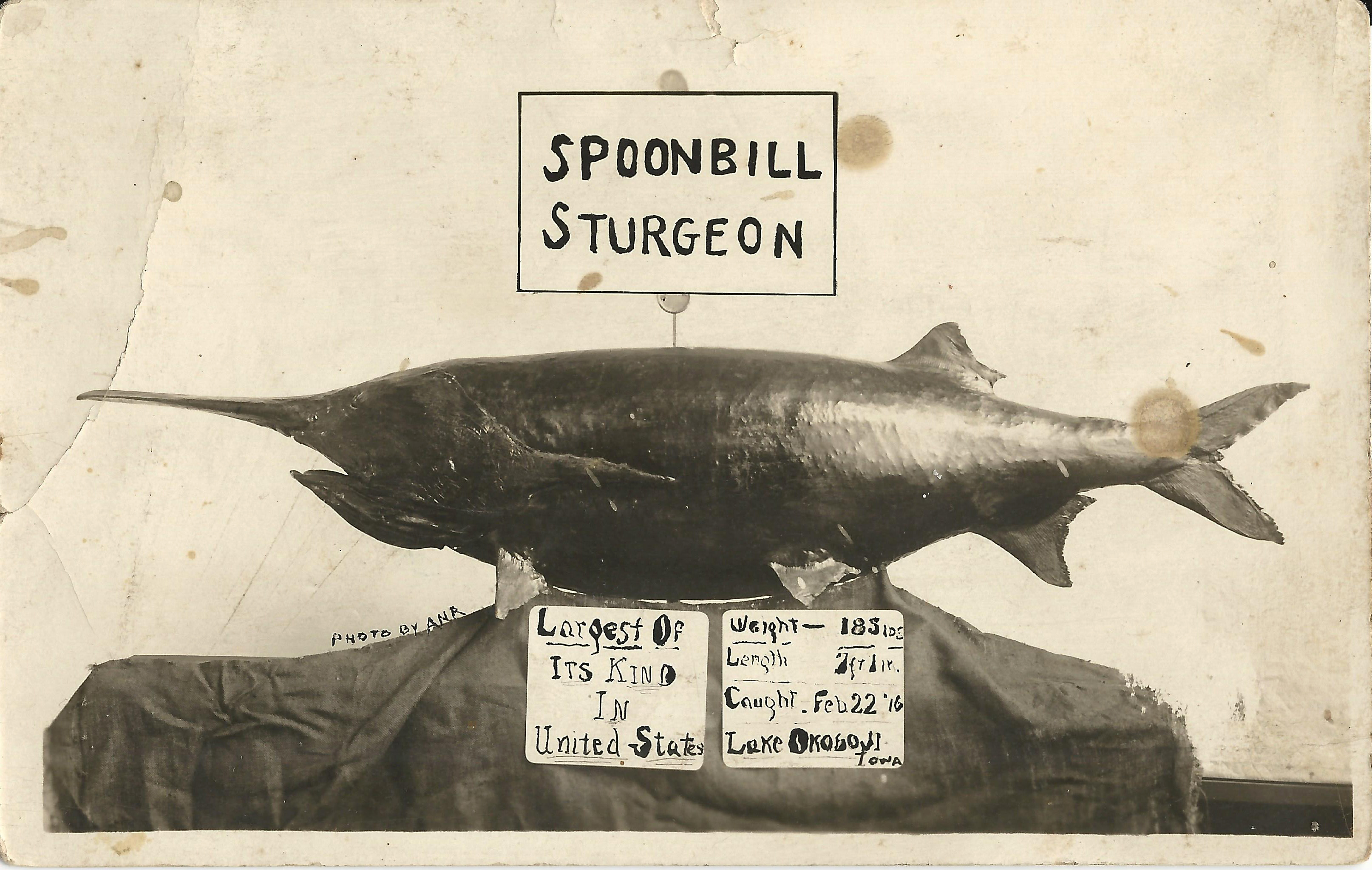 World Record Paddlefish: Conspiracies, Genetics, and Advances in ...