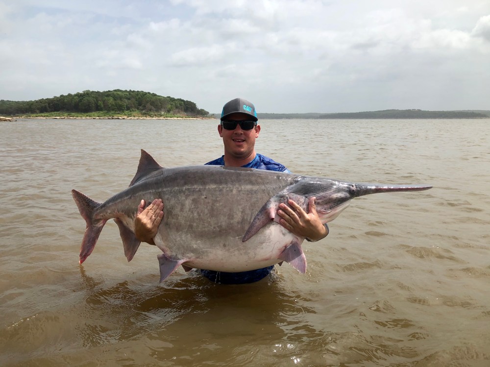 World Record Paddlefish: Conspiracies, Genetics, and Advances in ...