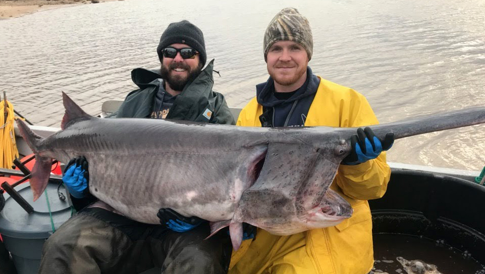 World Record Paddlefish: Conspiracies, Genetics, and Advances in ...