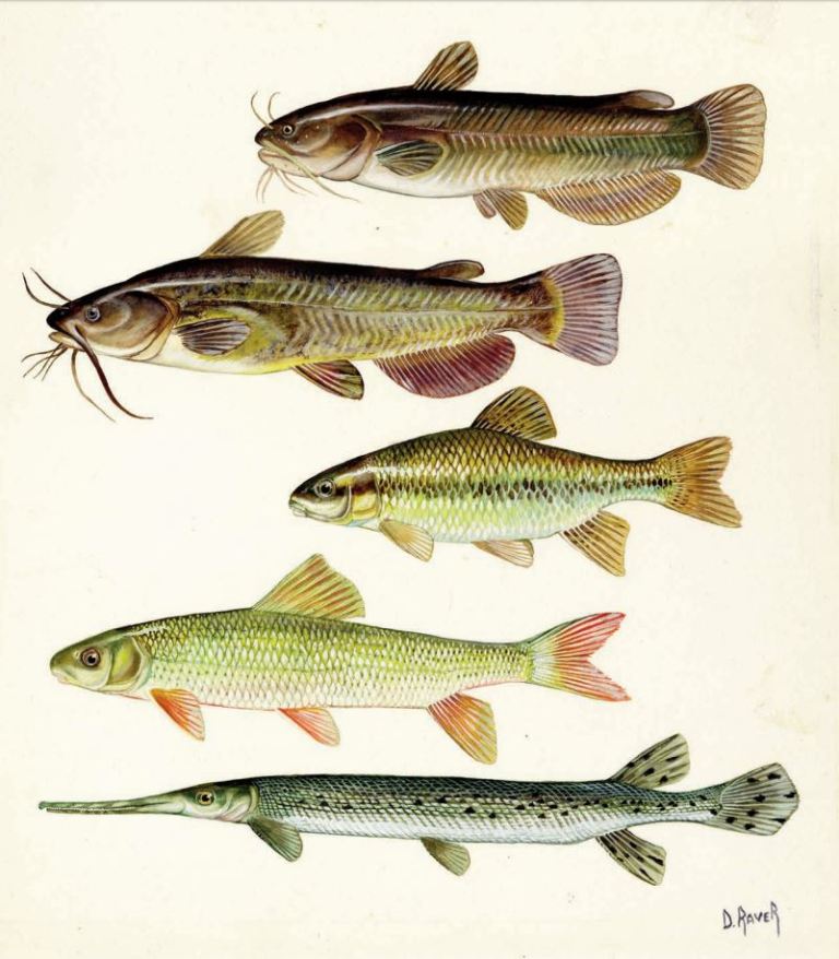 One Last Cast: Duane Raver’s 93 years of art and fish science – The ...