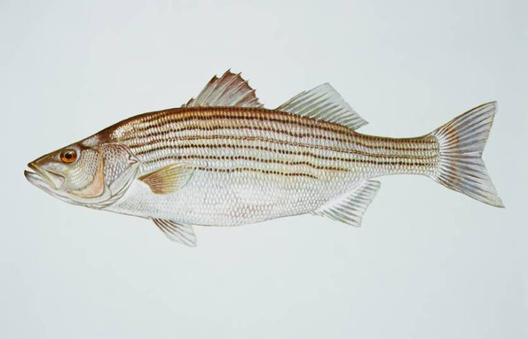 One Last Cast: Duane Raver’s 93 years of art and fish science – The ...