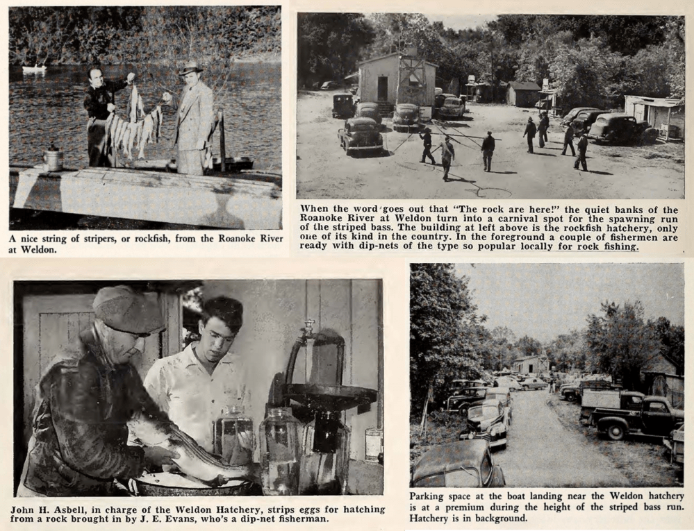 One Last Cast: Duane Raver’s 93 years of art and fish science – The ...