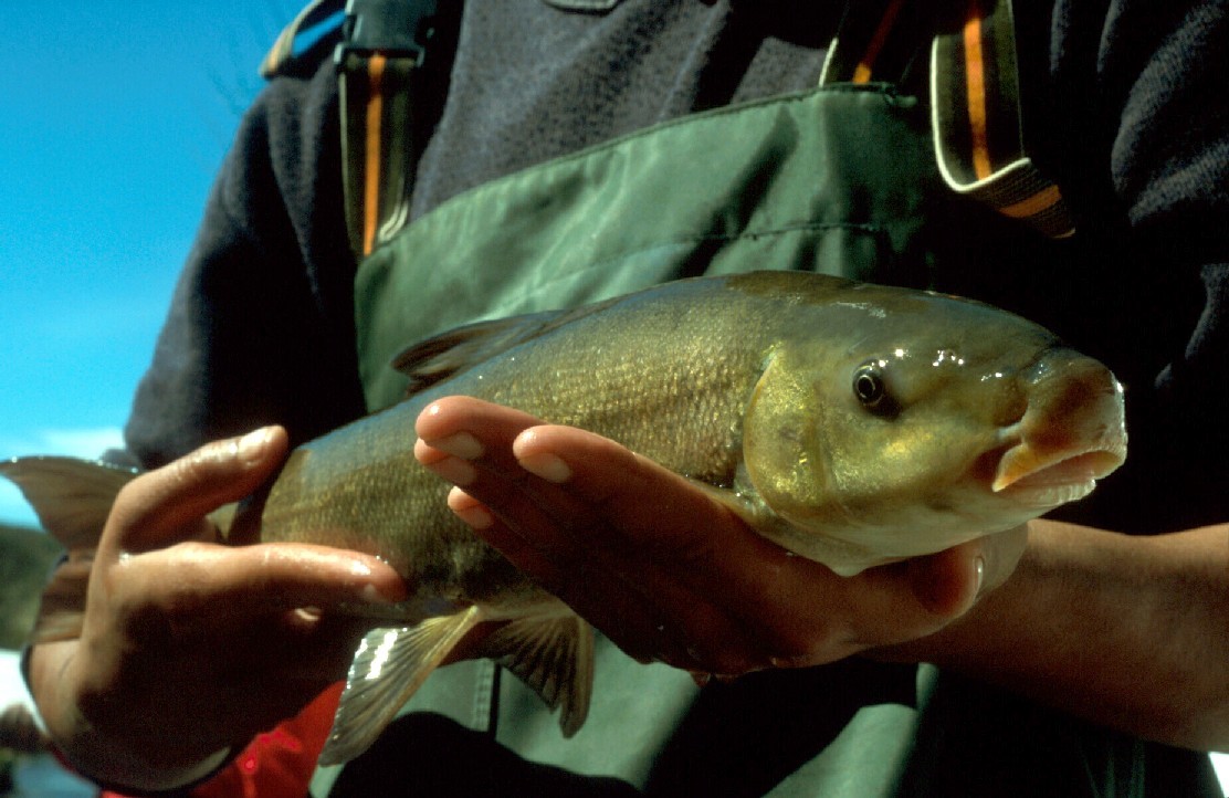Conserving one of the world’s most threatened migratory fish – The ...
